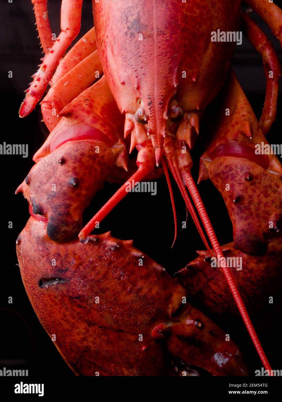 Whole cooked lobster three-quarter view of body from above isolated on ...