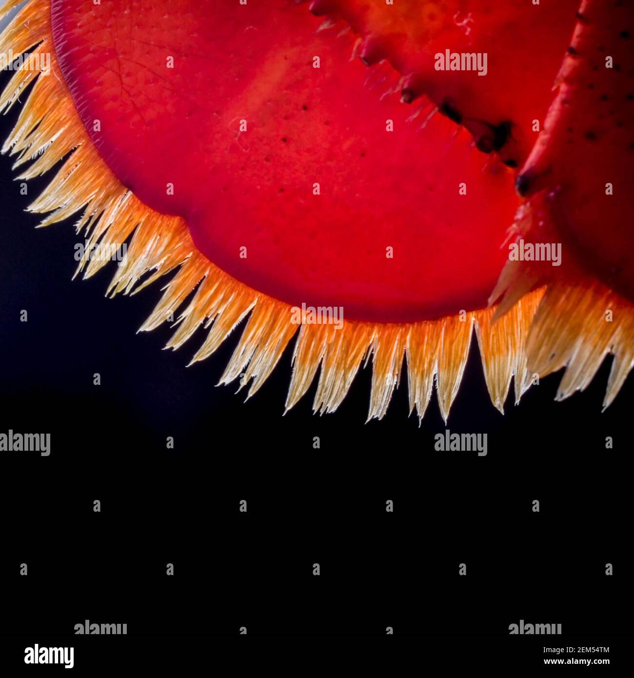 Lobster isolated closeup back hi-res stock photography and images - Alamy