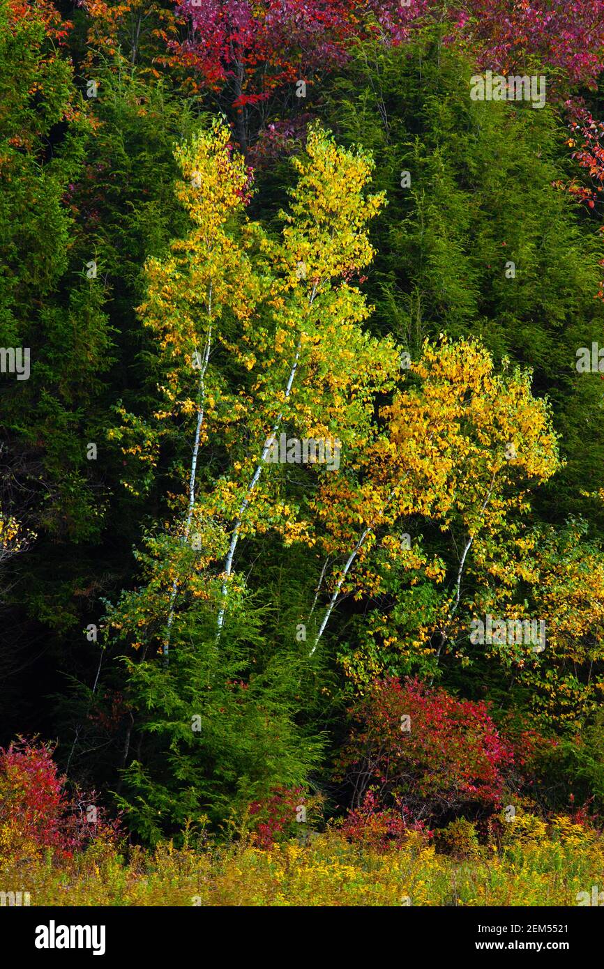 Habitat environment hi-res stock photography and images - Alamy