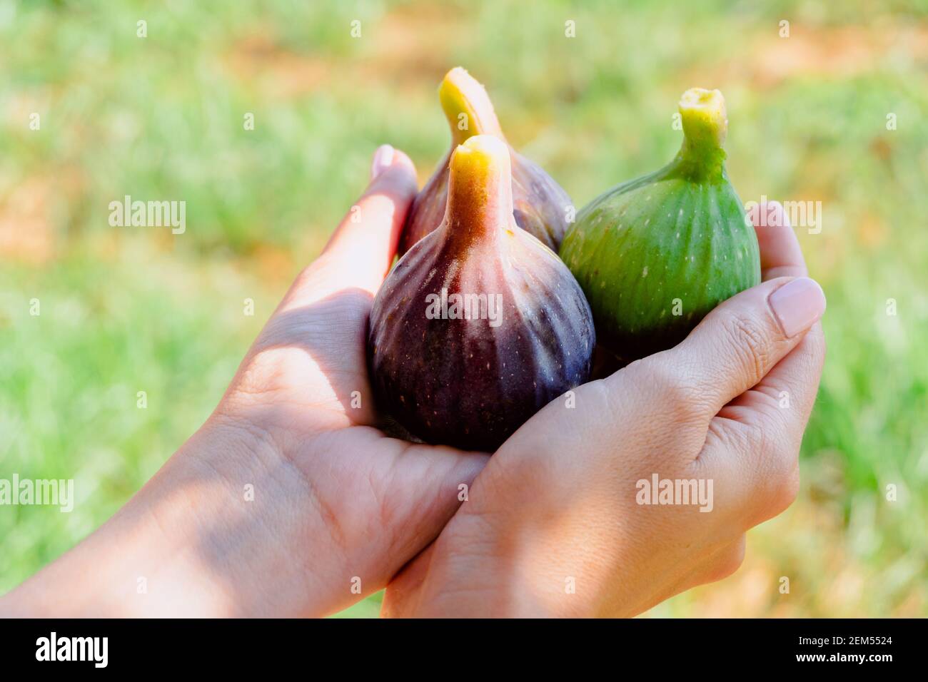 Hands holding figs hi-res stock photography and images - Alamy