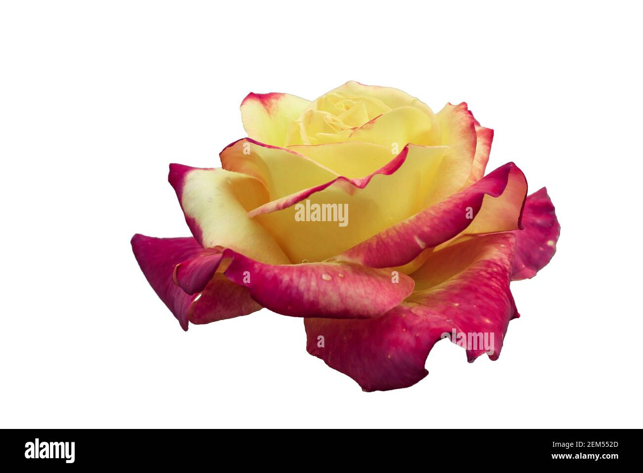 Fully uncovered, two-tone with many shades lovely rose plant flower ...