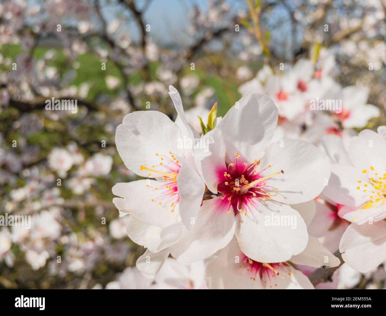 View of the almond trees that bloom in spring and the landscape is ...