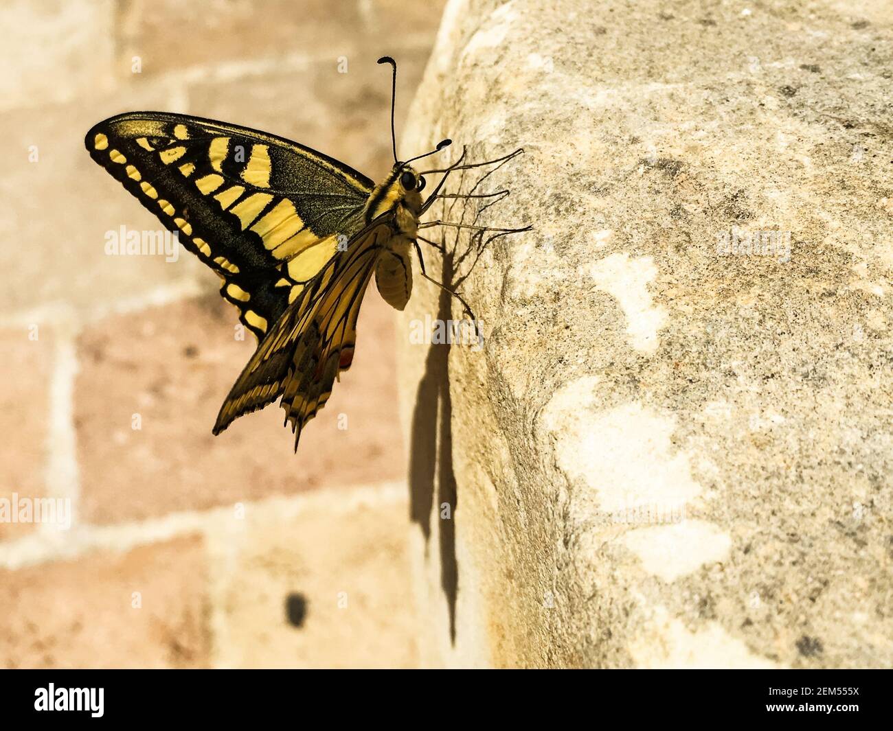 Pretty monarch butterfly in spring migration Stock Photo - Alamy