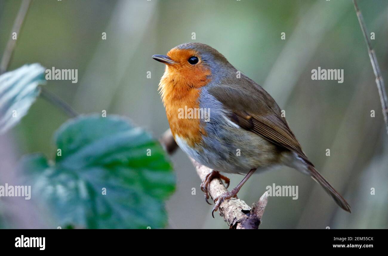 Eurasian robin in the woods Stock Photo - Alamy