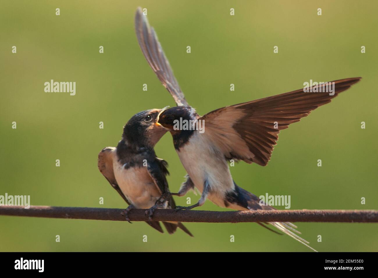 Barn swallow (Hirundo rustica) feeding her nestling in flight. Close up ...