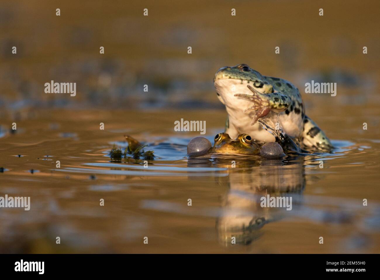 Green frog croaking on a beautiful background Stock Photo - Alamy