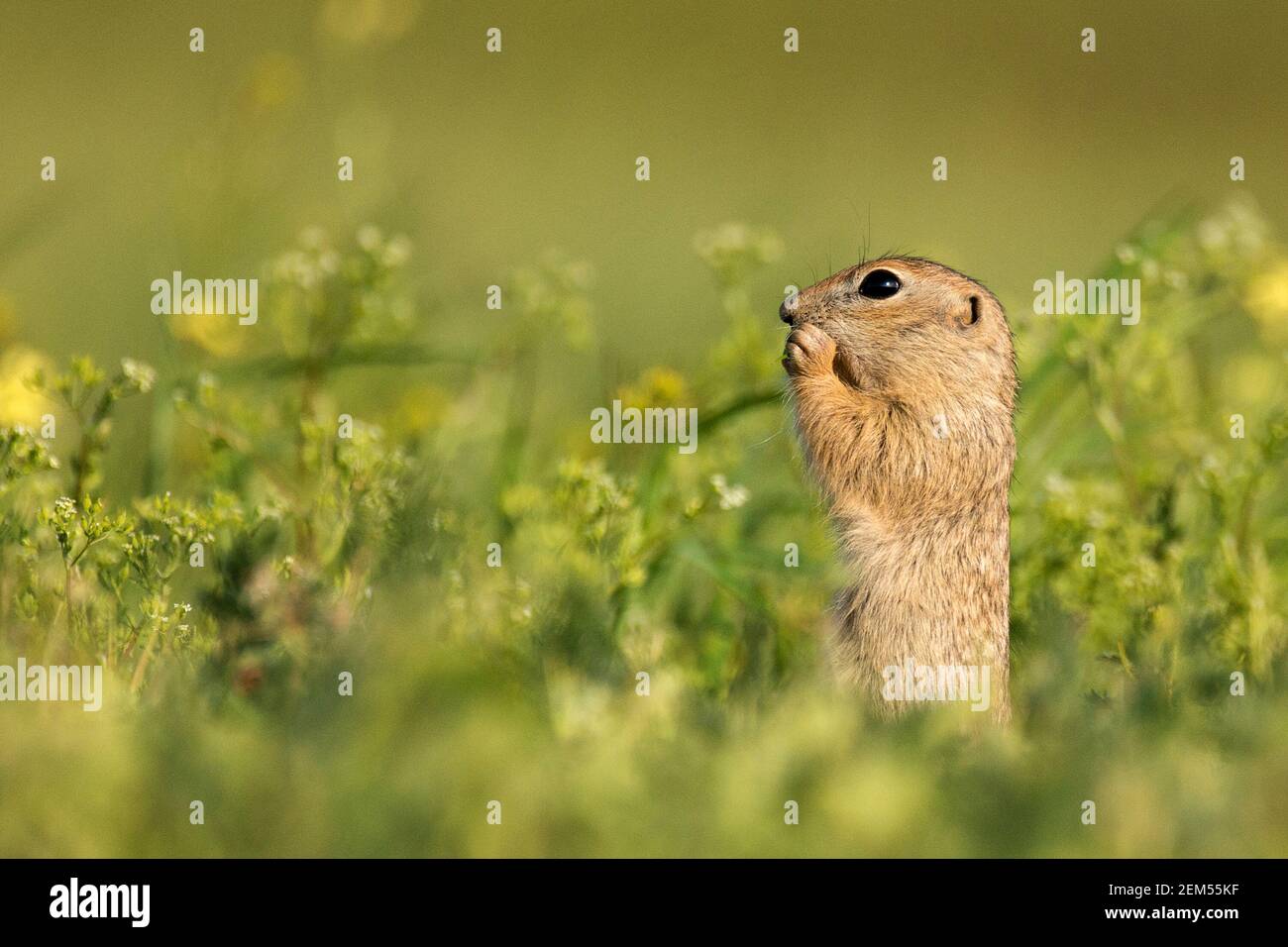 Ground squirrel (Spermophilus pygmaeus) standing in grass Stock Photo ...