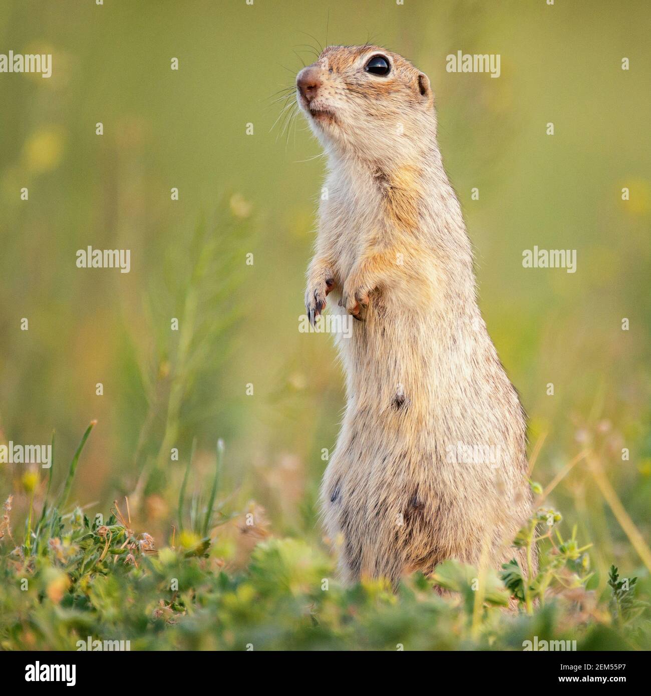 Ground squirrel (Spermophilus pygmaeus) standing in the grass Stock ...