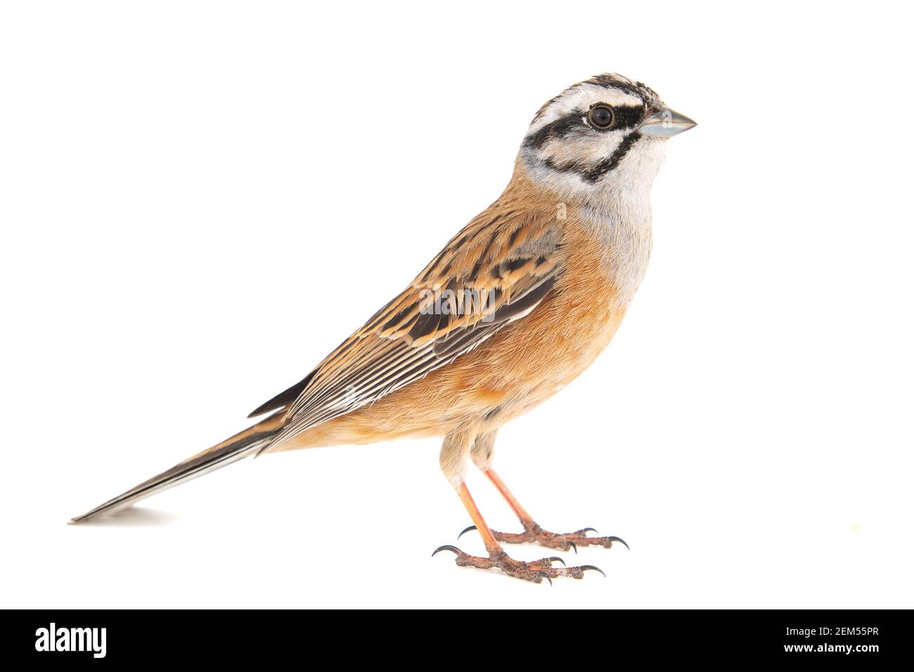 Rock bunting, Emberiza cia, isolated on white background. Male Stock ...