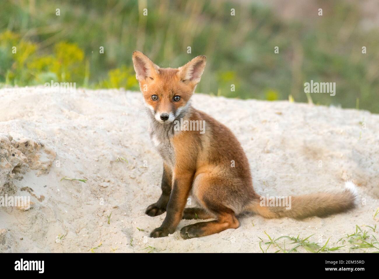 Little red fox near his hole. Vulpes vulpes Stock Photo - Alamy