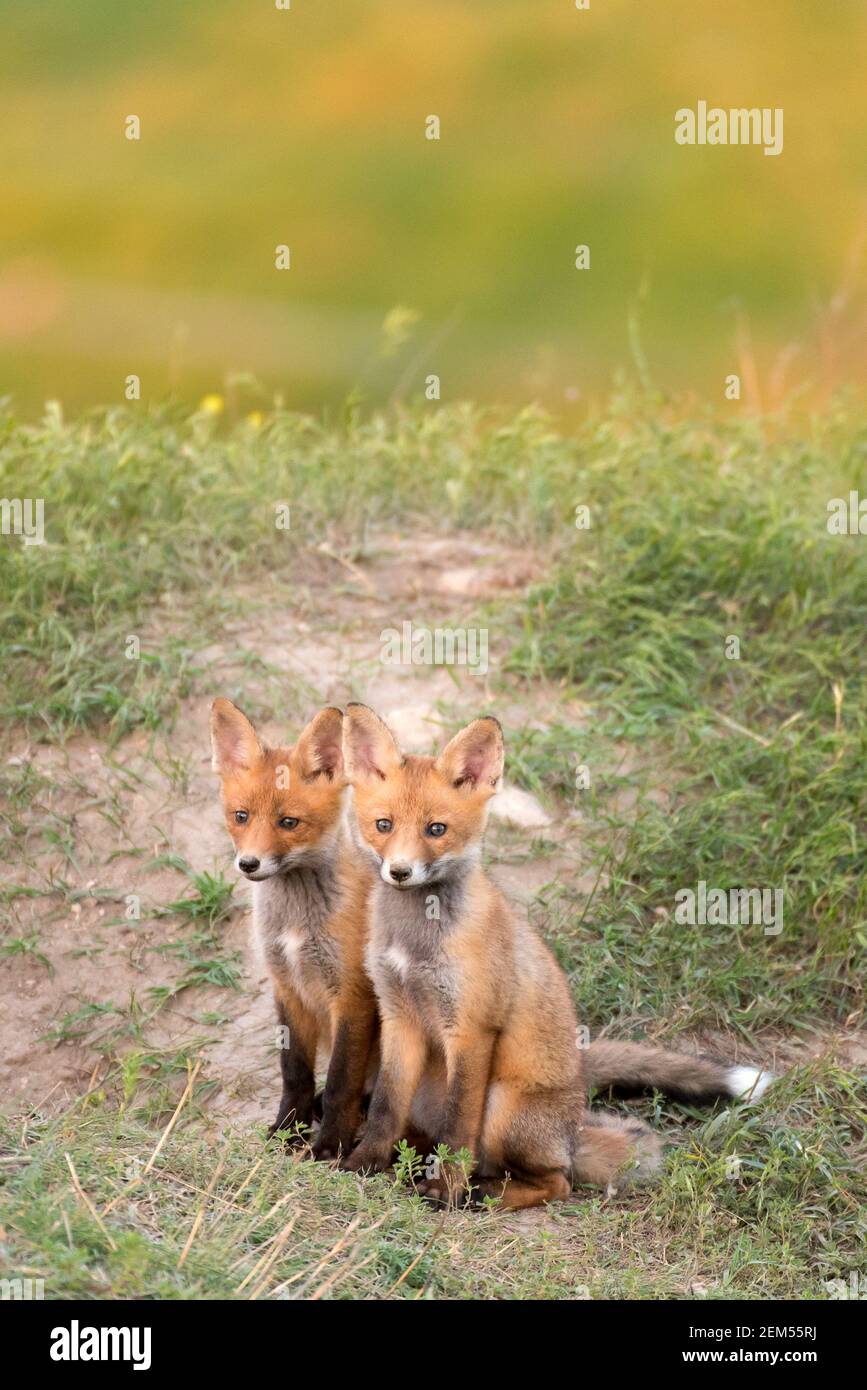 Two red fox near his hole. Vulpes vulpes Stock Photo - Alamy