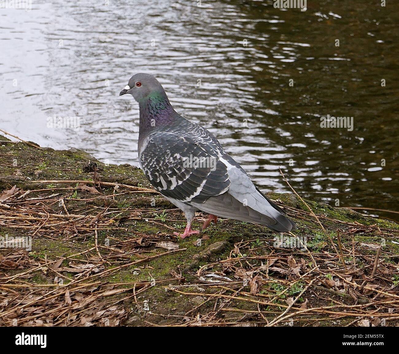 Baron river weir hi-res stock photography and images - Alamy