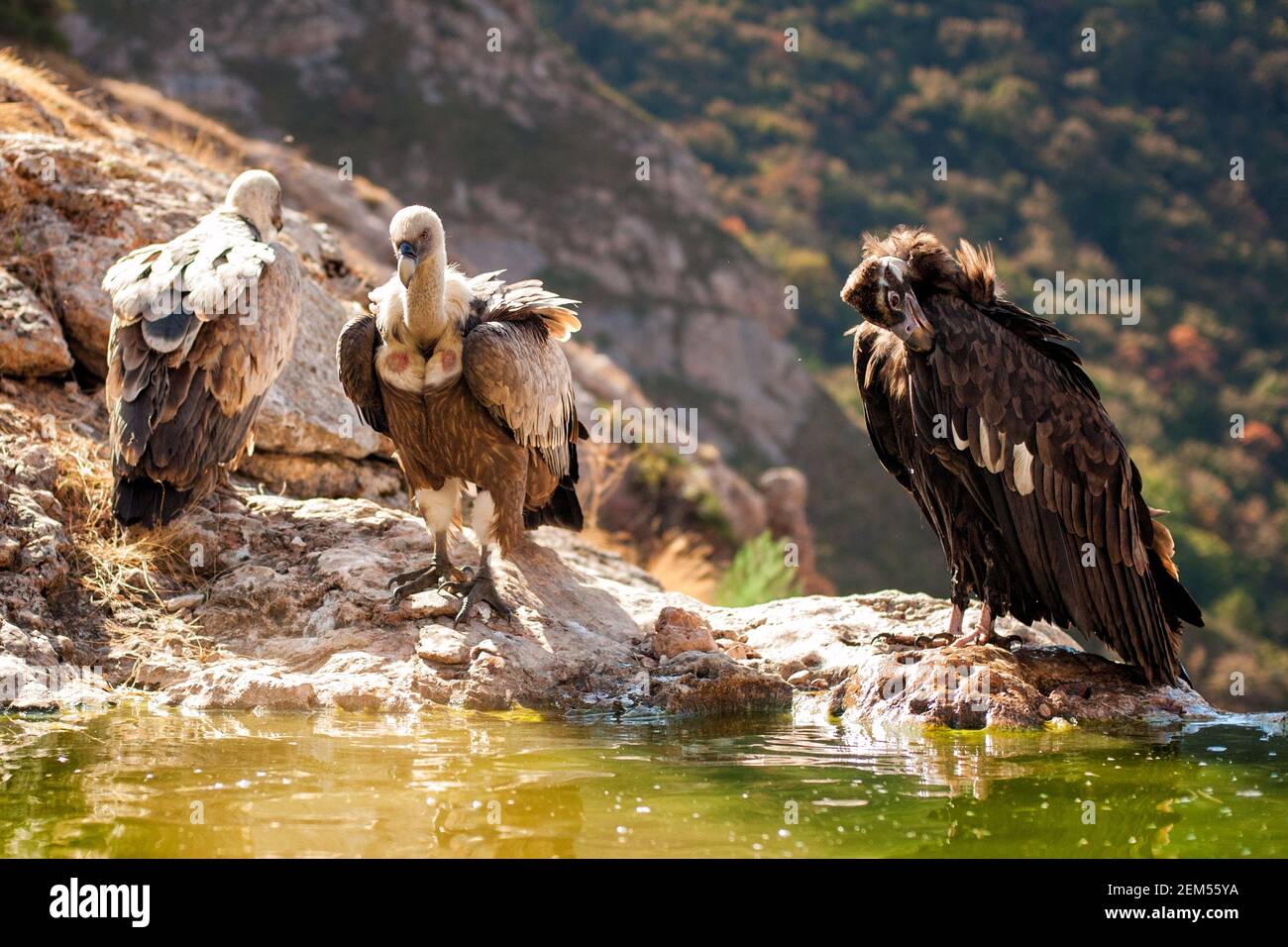 Gypsum fulvus hi-res stock photography and images - Alamy
