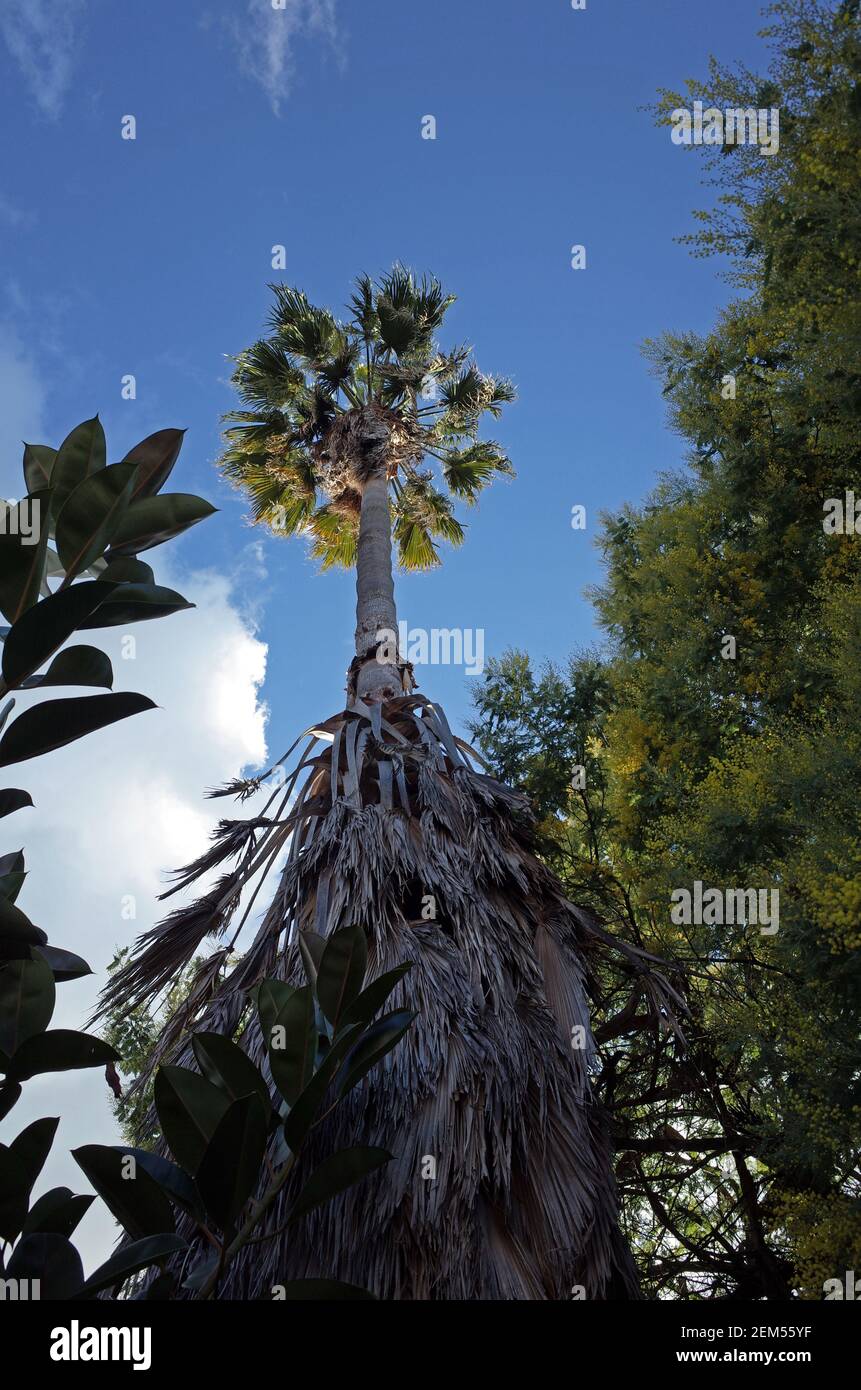 Washingtonia palm tree Stock Photo - Alamy