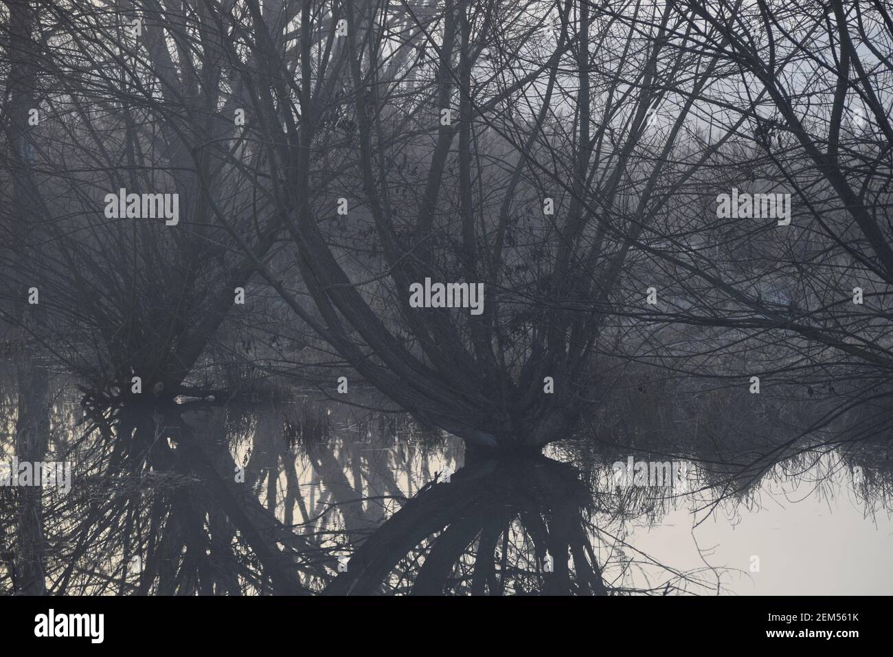Ground fog moves over the Stream Stock Photo - Alamy
