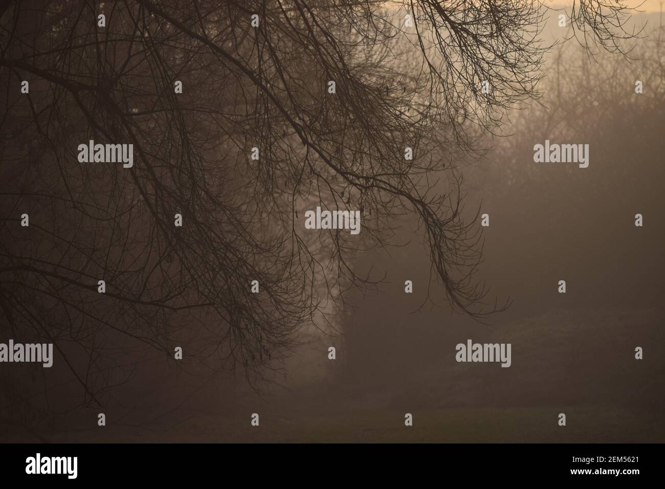 a pale Light announces the Dawn Stock Photo - Alamy