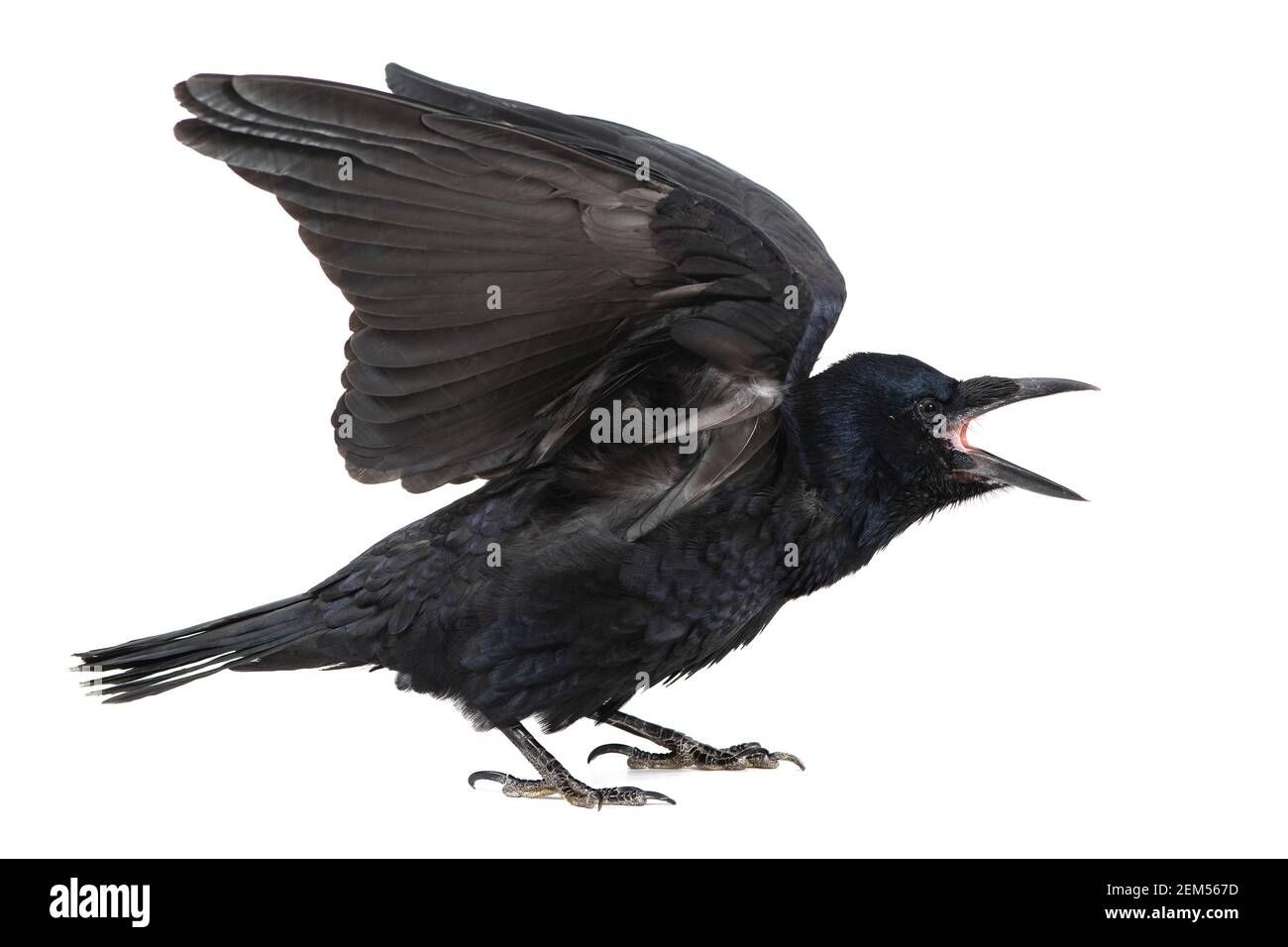 Common Raven Corvus corax, isolated on white background with open wings ...