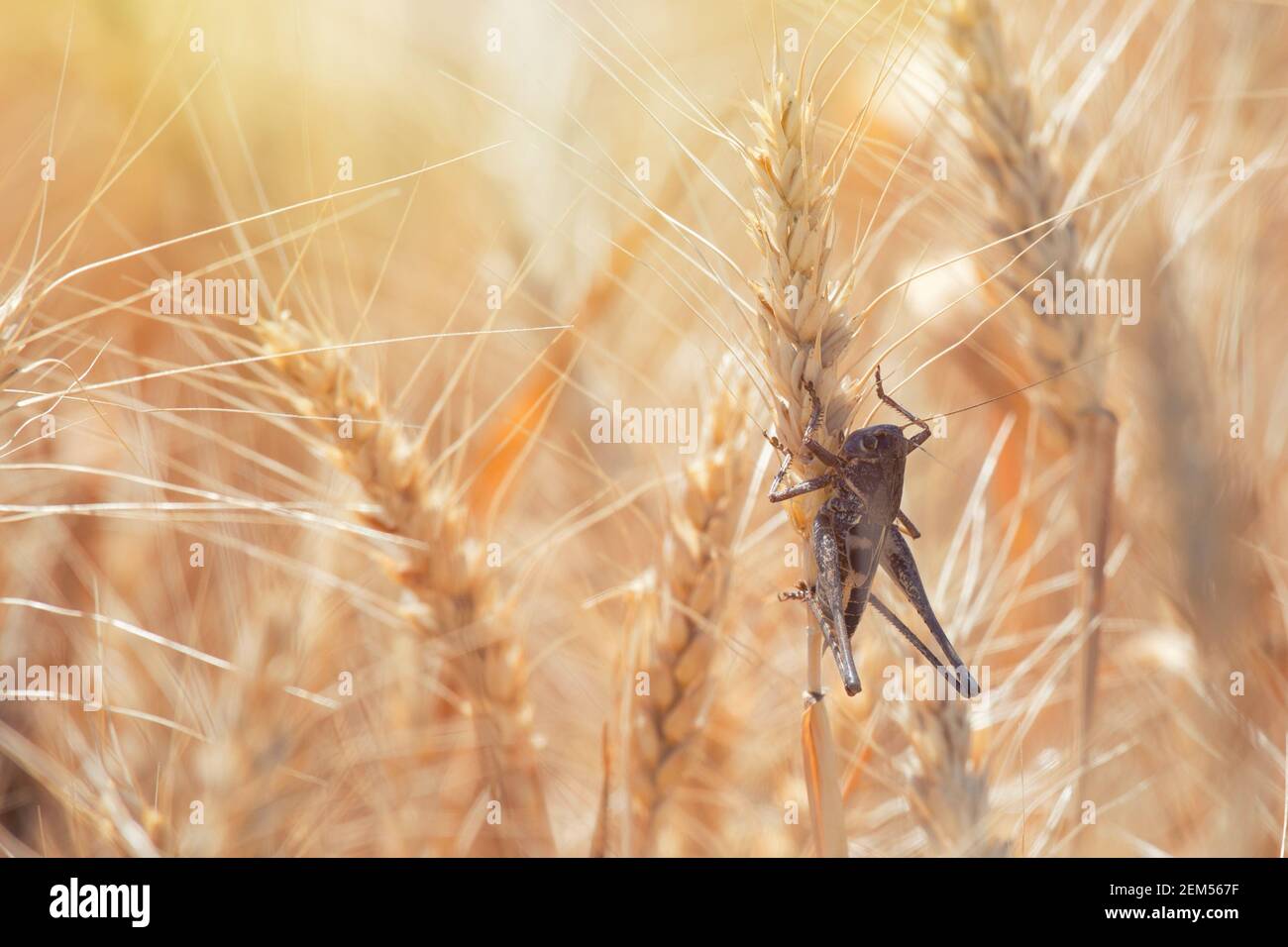 Locust on Wheat grain. Crop damage to whole grain harvest Stock Photo ...