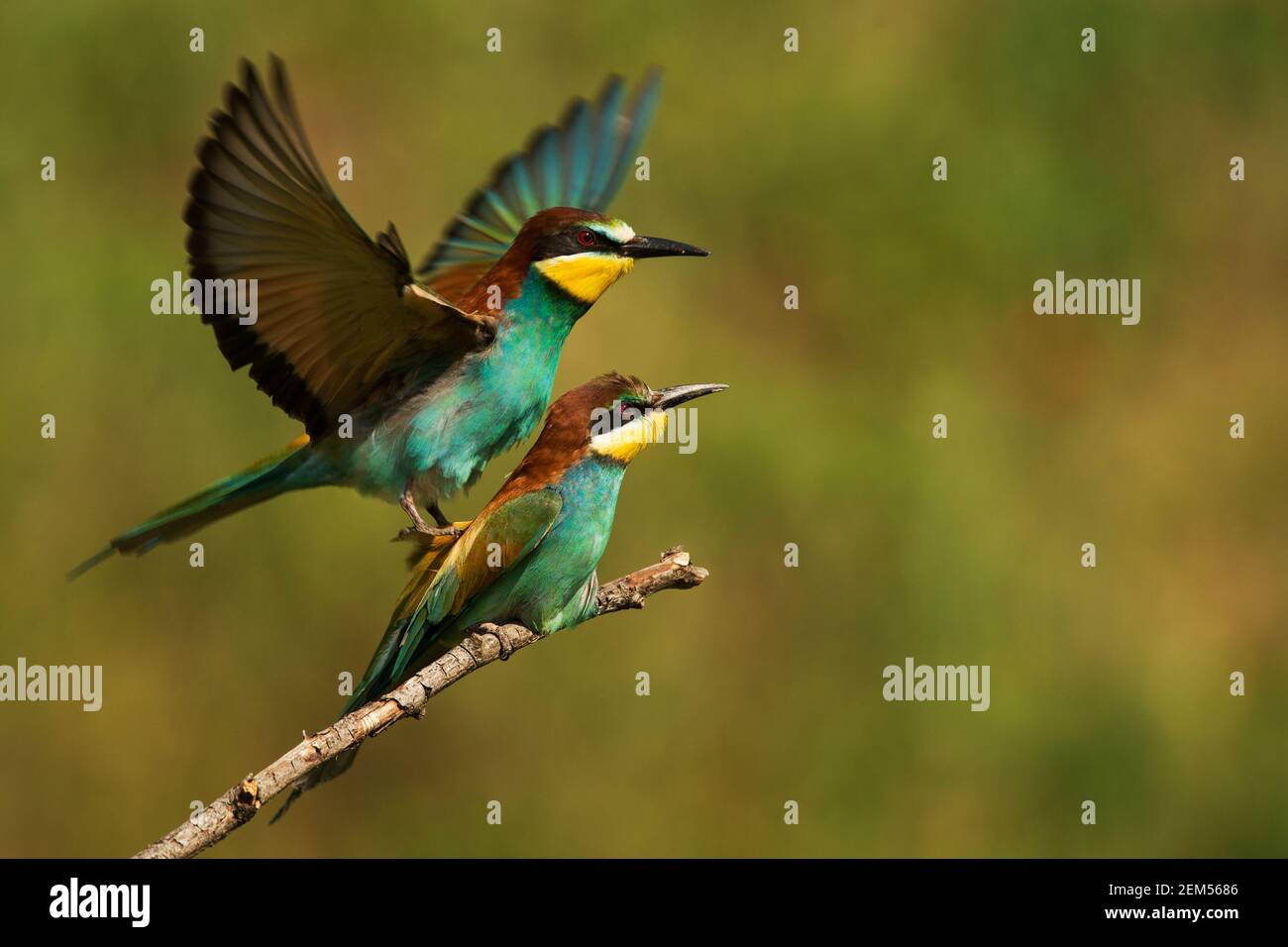 Vivid birds. European bee-eater, merops apiaster mating on a beautiful ...