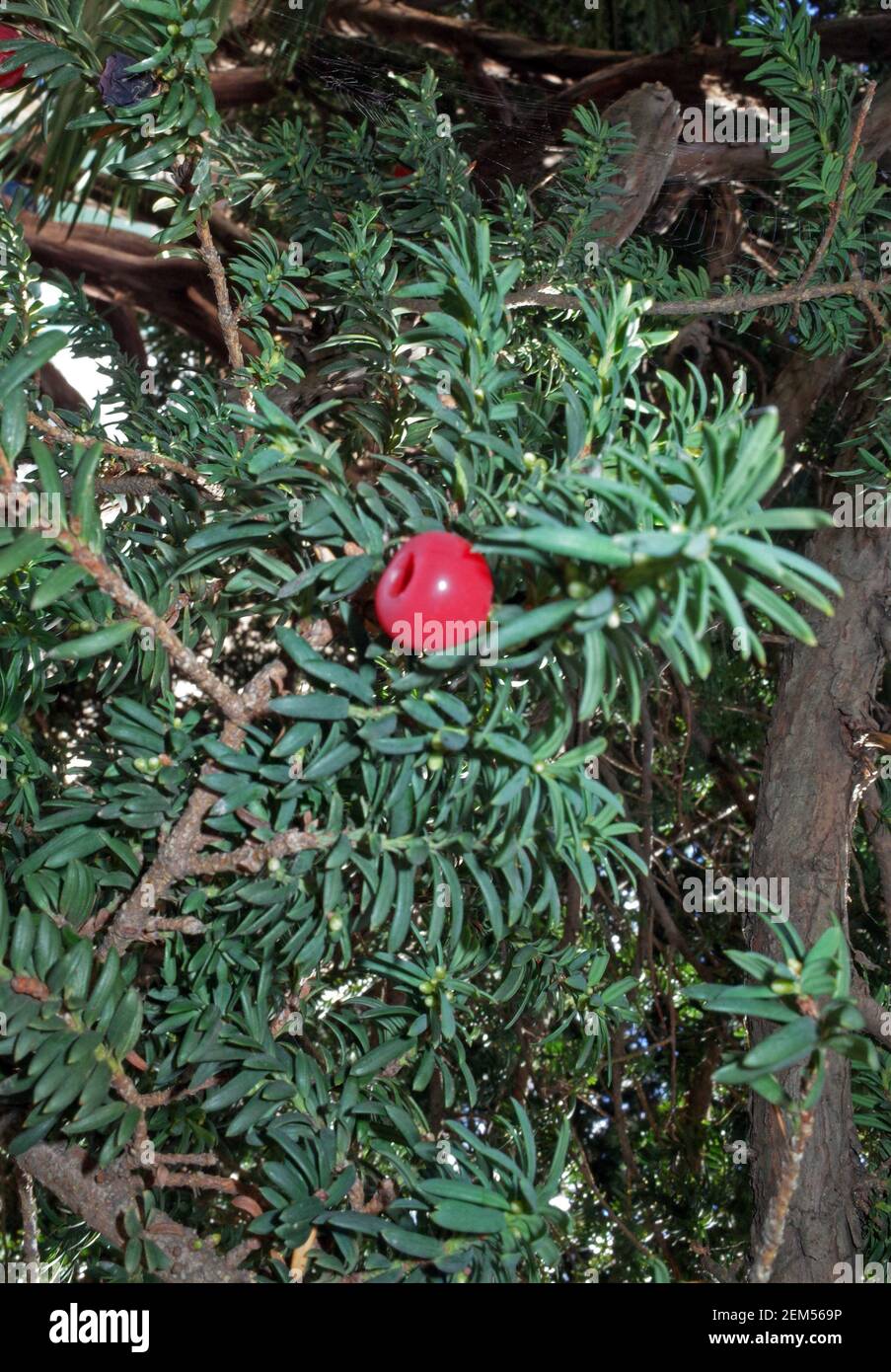 Taxus baccata leaves hi-res stock photography and images - Alamy