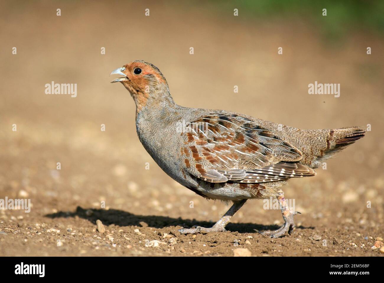 Grey Partridge partridge in a beautiful light Stock Photo - Alamy