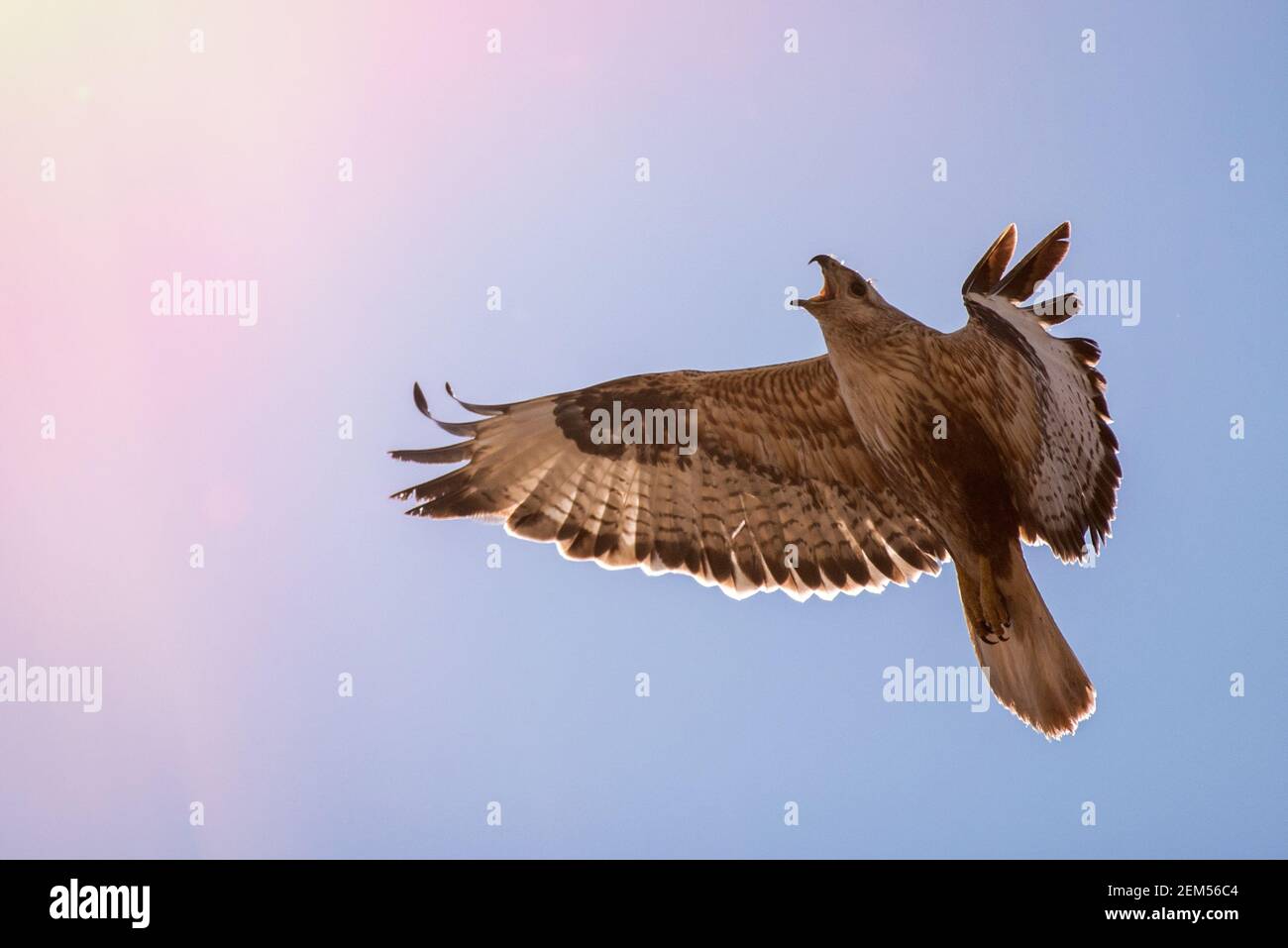 Birds of prey - Long legged buzzard (Buteo rufinus) in flight Stock ...