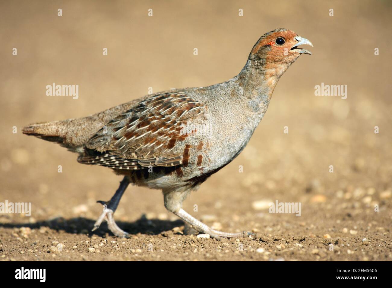 Grey partridge farm hi-res stock photography and images - Alamy
