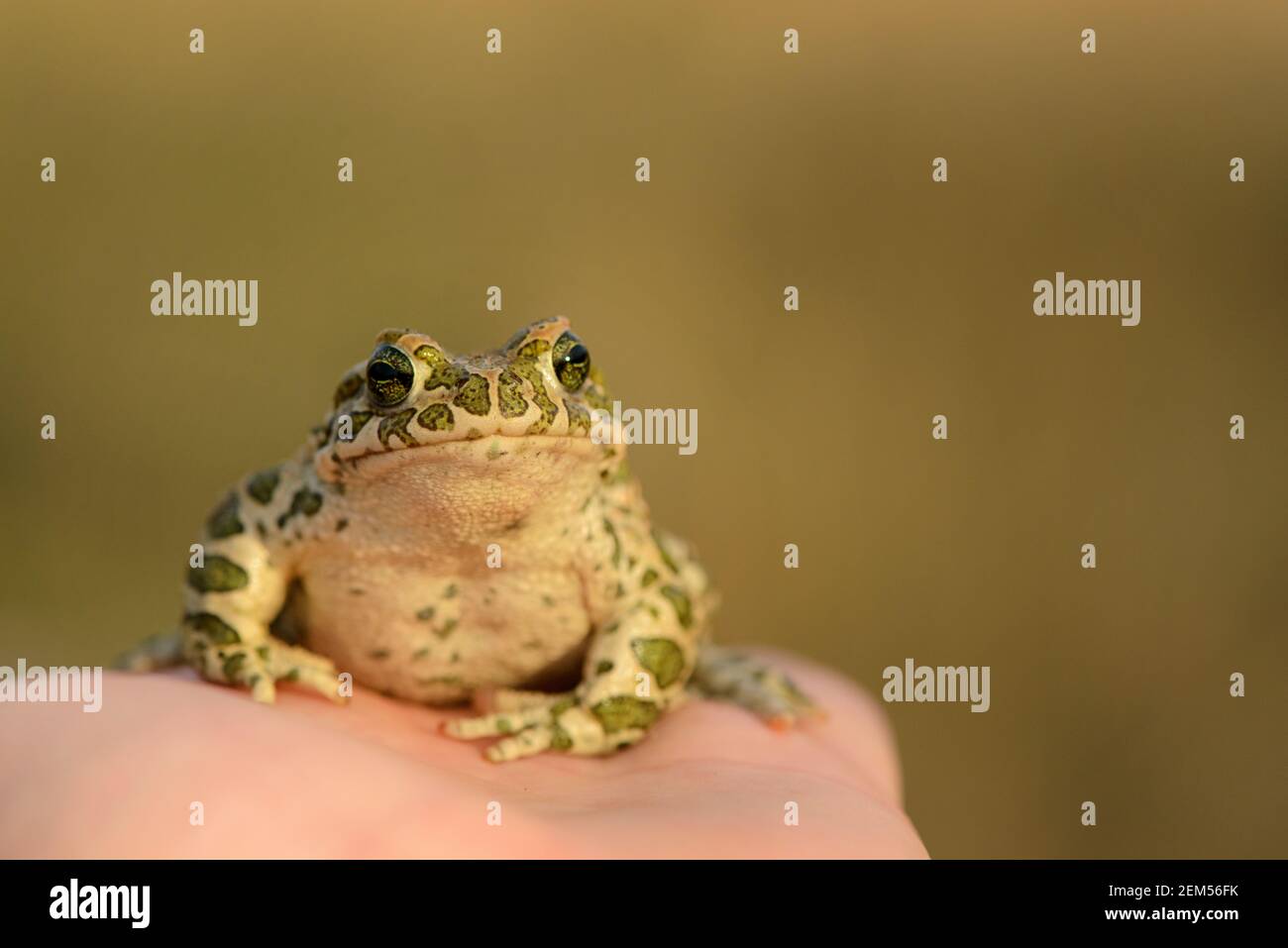 European green toad (Bufotes viridis) sitting on an human hand Stock ...