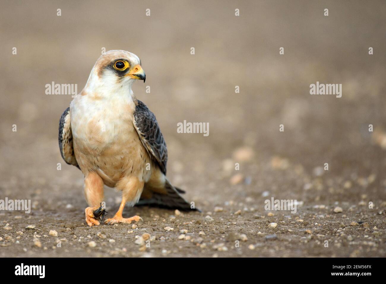 Falcon with prey (Falco vespertinus Stock Photo - Alamy