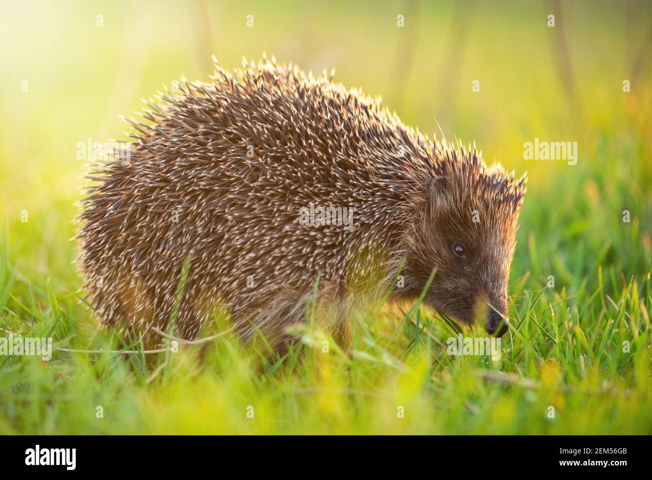 Light hedgehog hi-res stock photography and images - Alamy