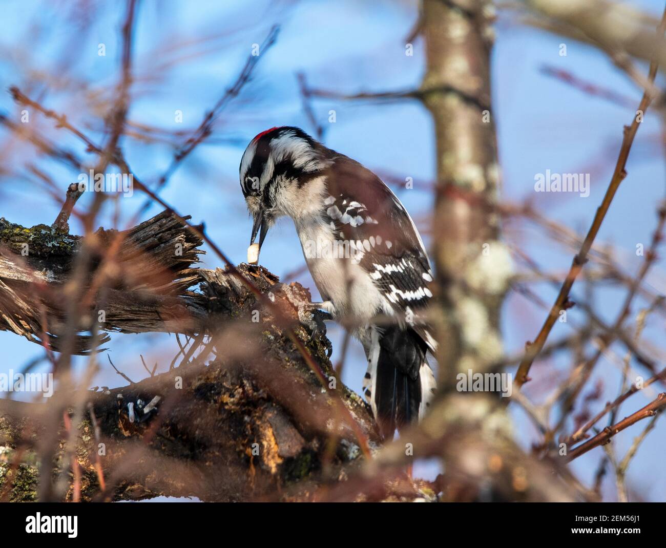 Downy bird hi-res stock photography and images - Alamy