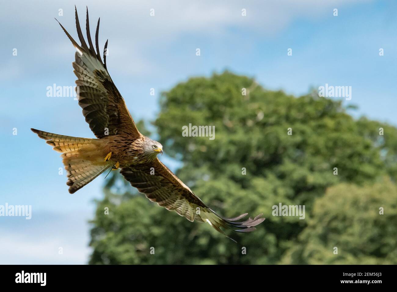 Red Kite Feeding Station High Resolution Stock Photography and Images ...