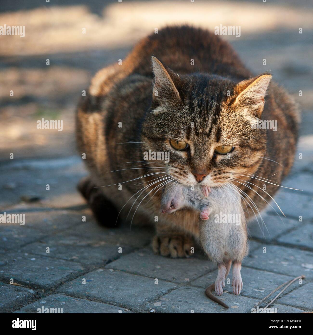 Cat caught a rat and holds it in his mouth Stock Photo - Alamy