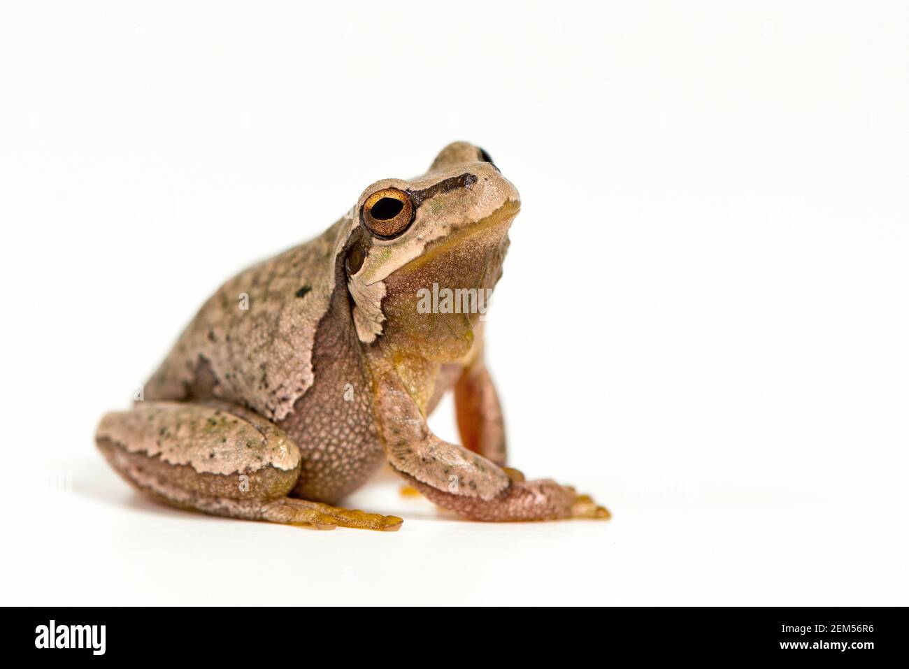 European green tree frog (Hyla arborea) isolated on white background ...
