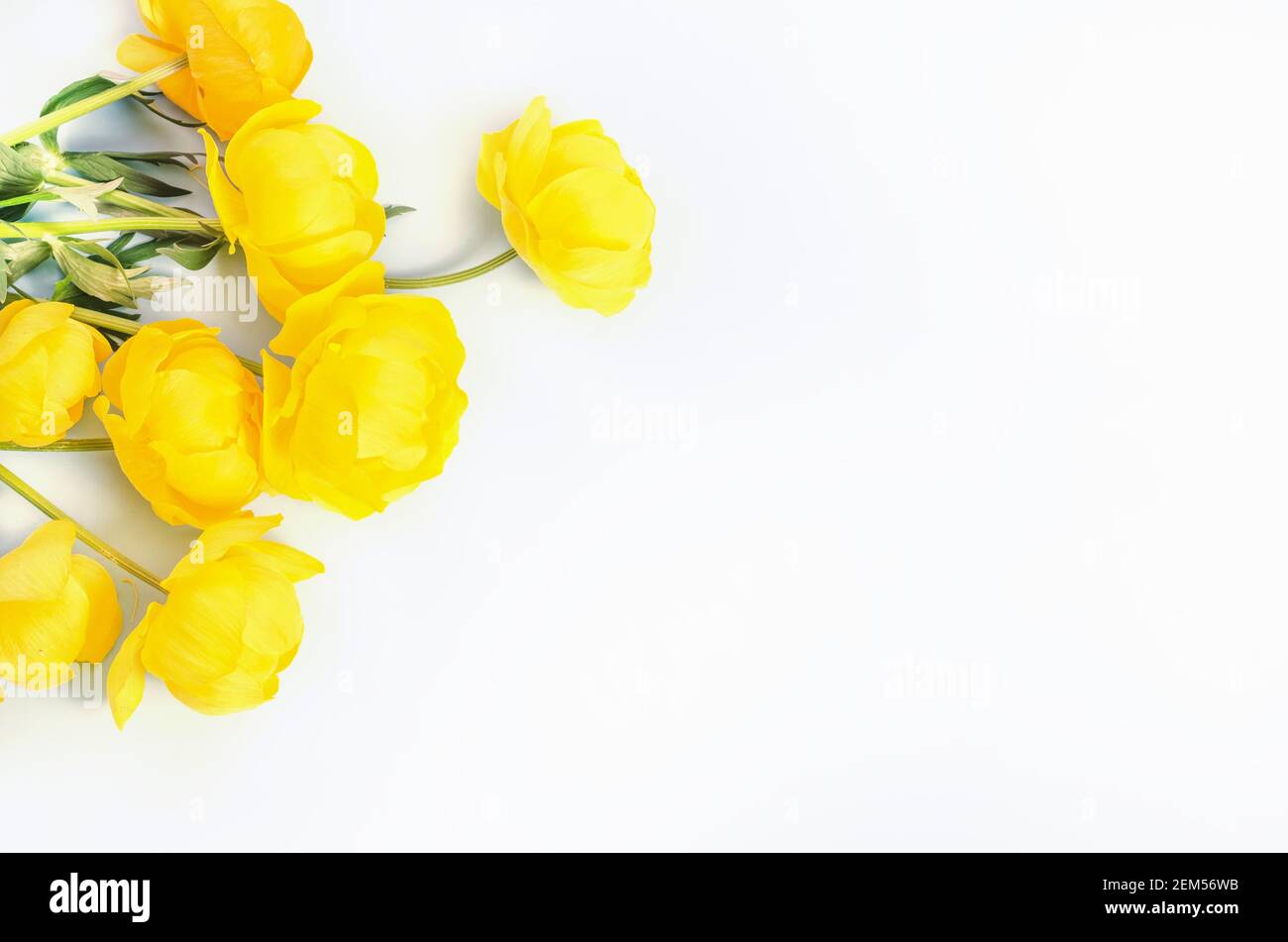 Postcard background, with yellow flowers on a white background, with ...