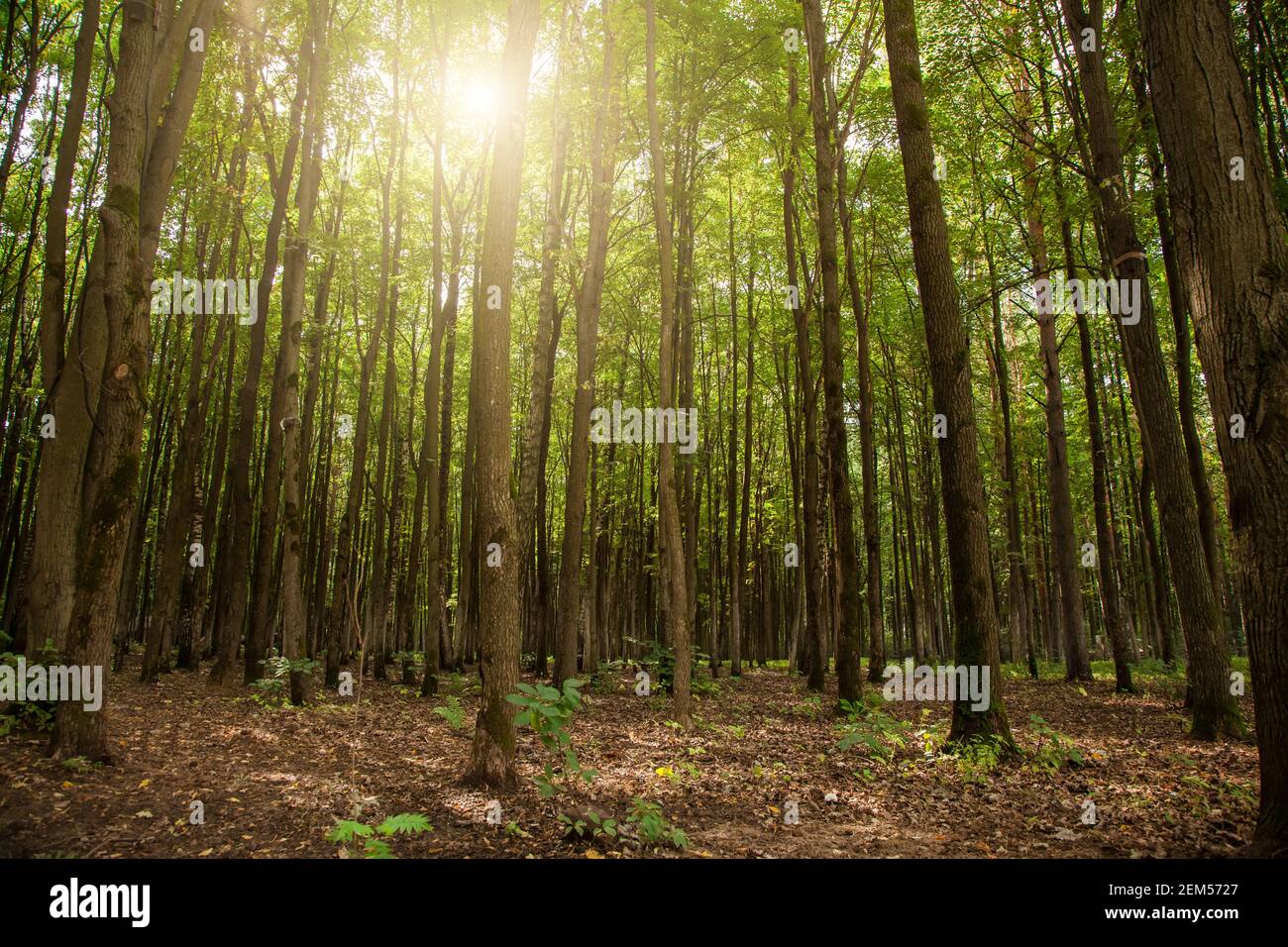 Summer forest in sulights with tall trees. Summer landscape Stock Photo ...