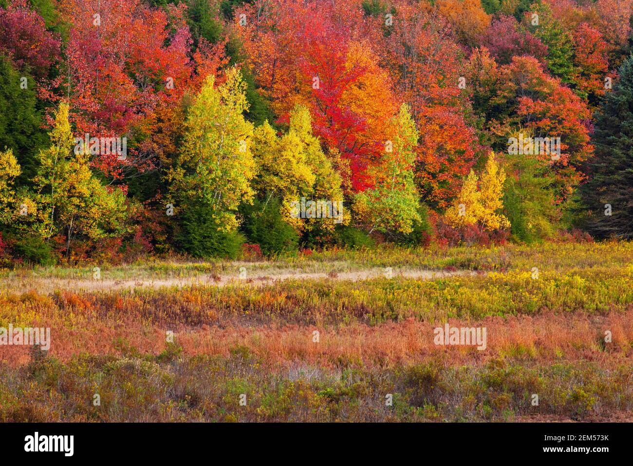 Wetland meadow hi-res stock photography and images - Alamy