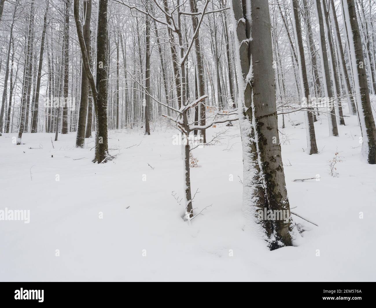 Snow covered forest with snowy beech and spruce trees. Monochromatic ...
