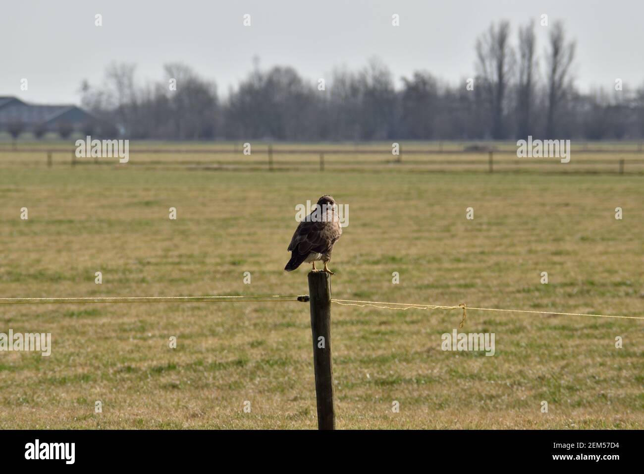 Red tailed hawk perched hi-res stock photography and images - Alamy