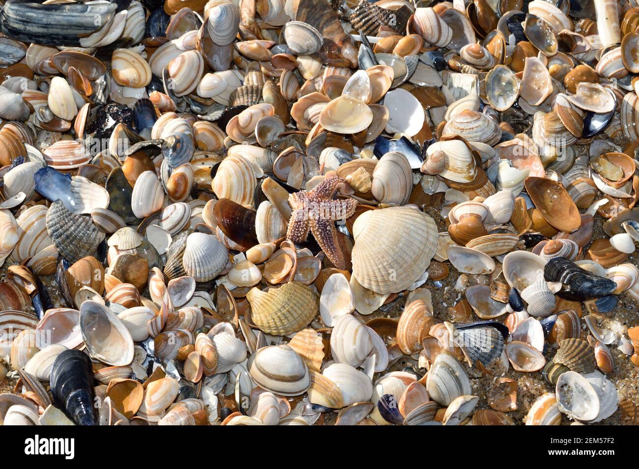 Sea shells starfish on beach hi-res stock photography and images - Alamy