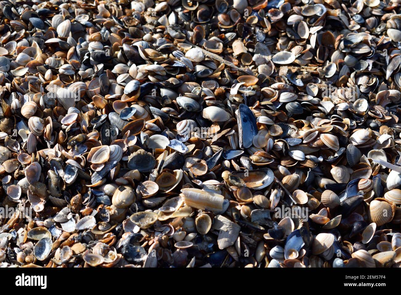 A collection of shells on the beach close to Den Helder in the ...