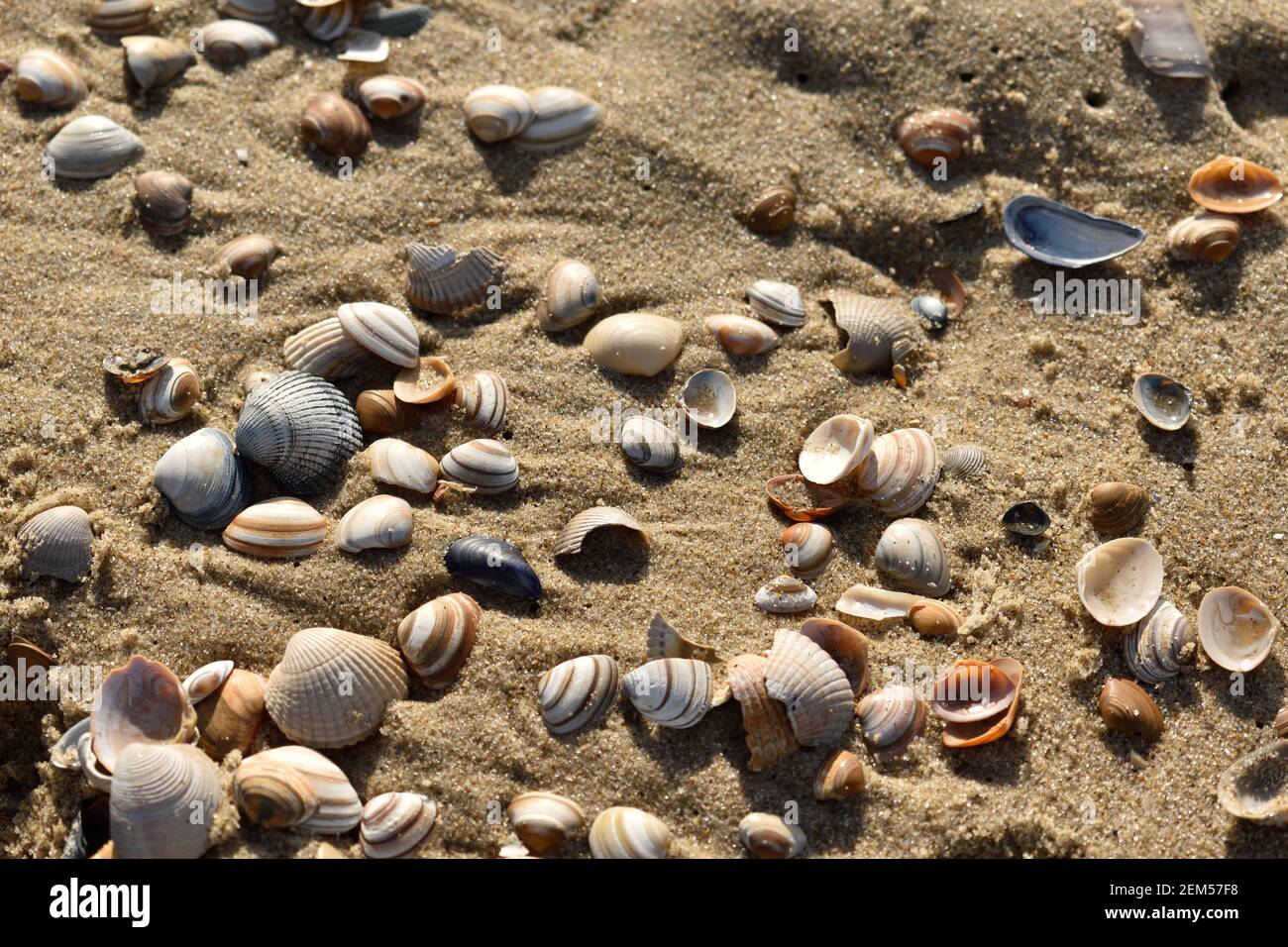 Empty clam shells hi-res stock photography and images - Alamy