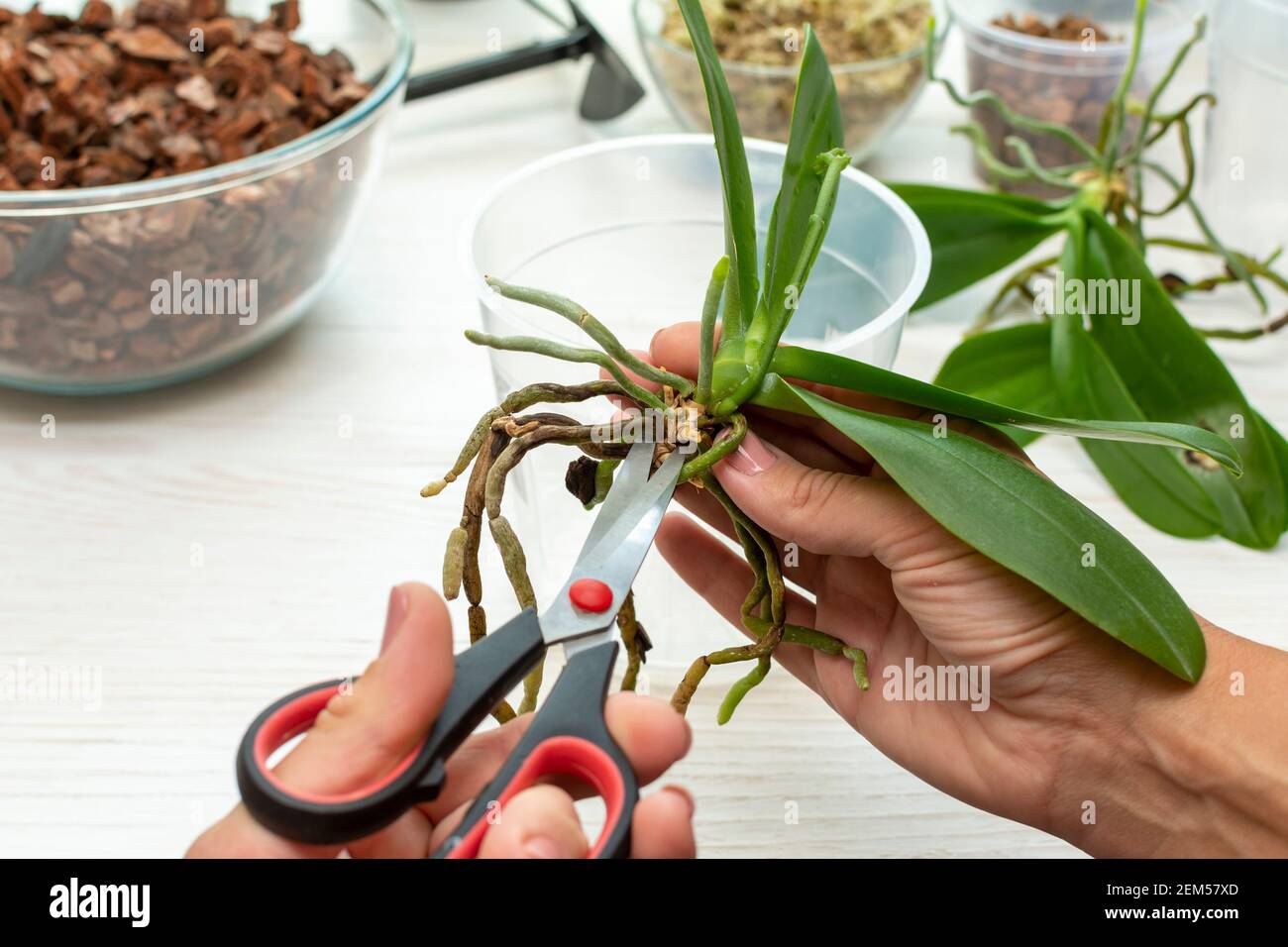 Orchid stem cutting hi-res stock photography and images - Alamy