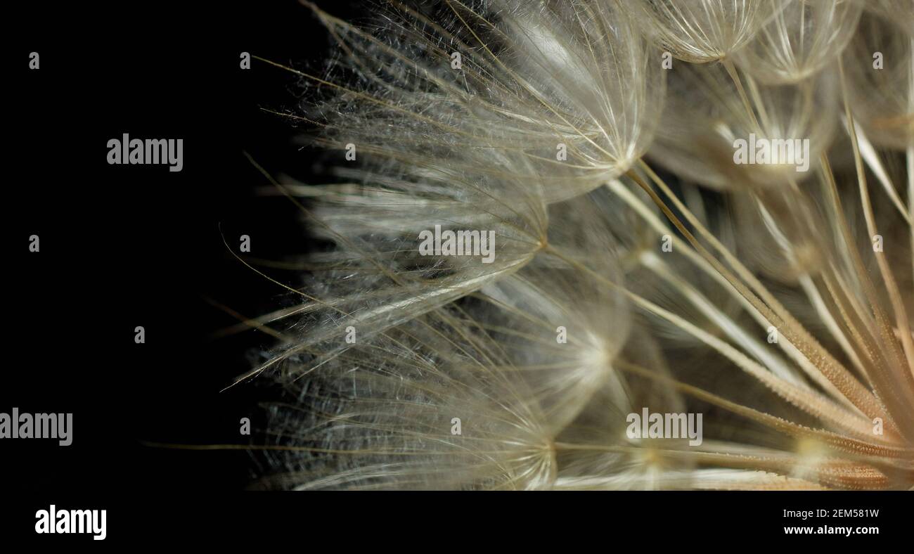 Macro of dandelion fluffy bloom, abstract background and texture for ...