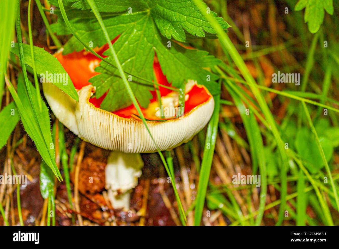 Red toadstool fly agaric in the forest in Norway Stock Photo - Alamy