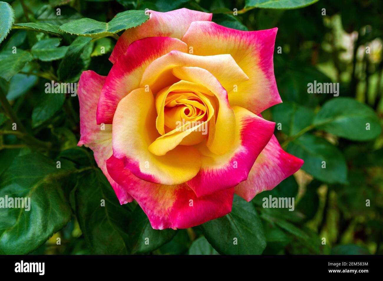 White yellow flower combination hi-res stock photography and images - Alamy