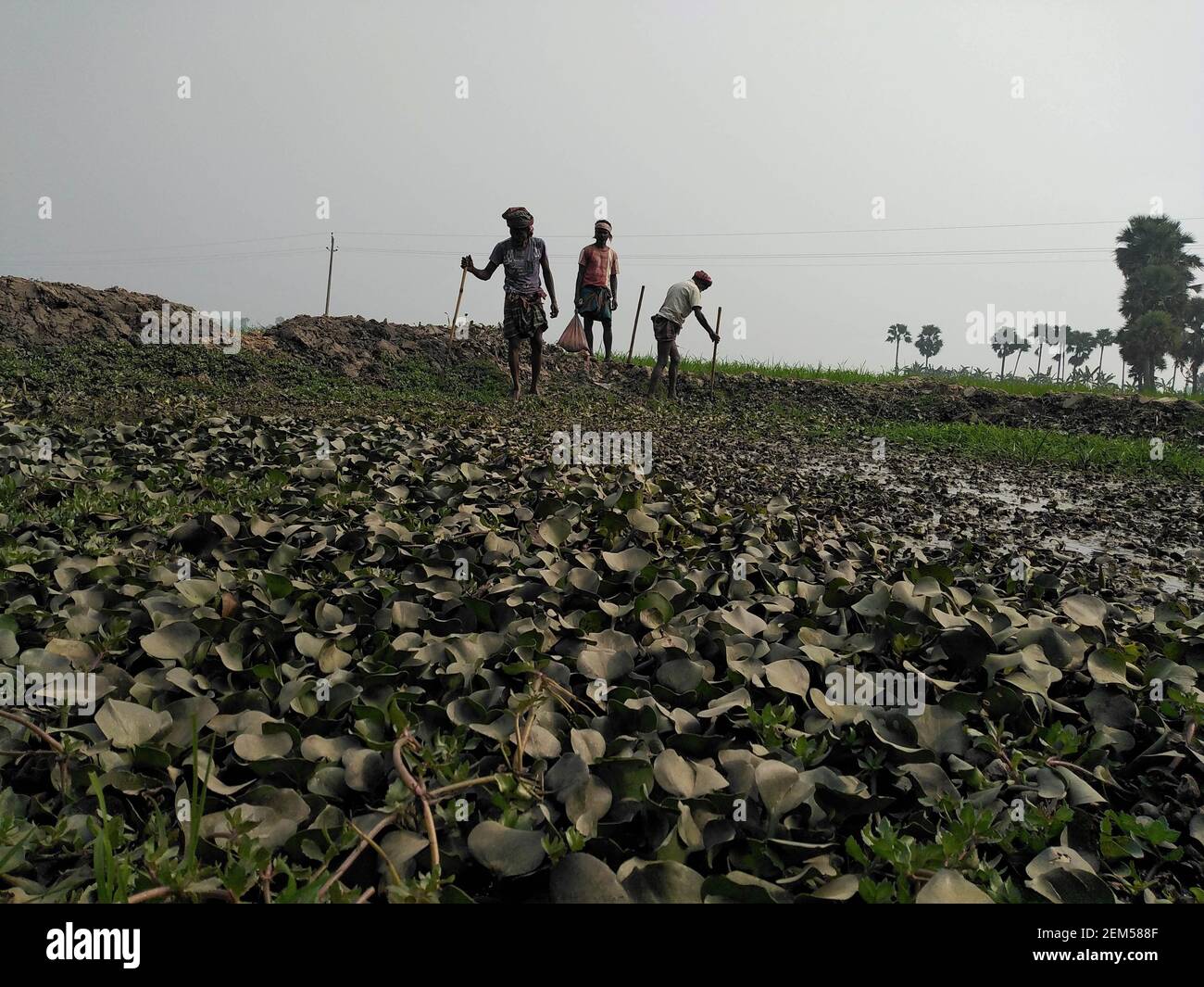 Santal ethnic hi-res stock photography and images - Alamy