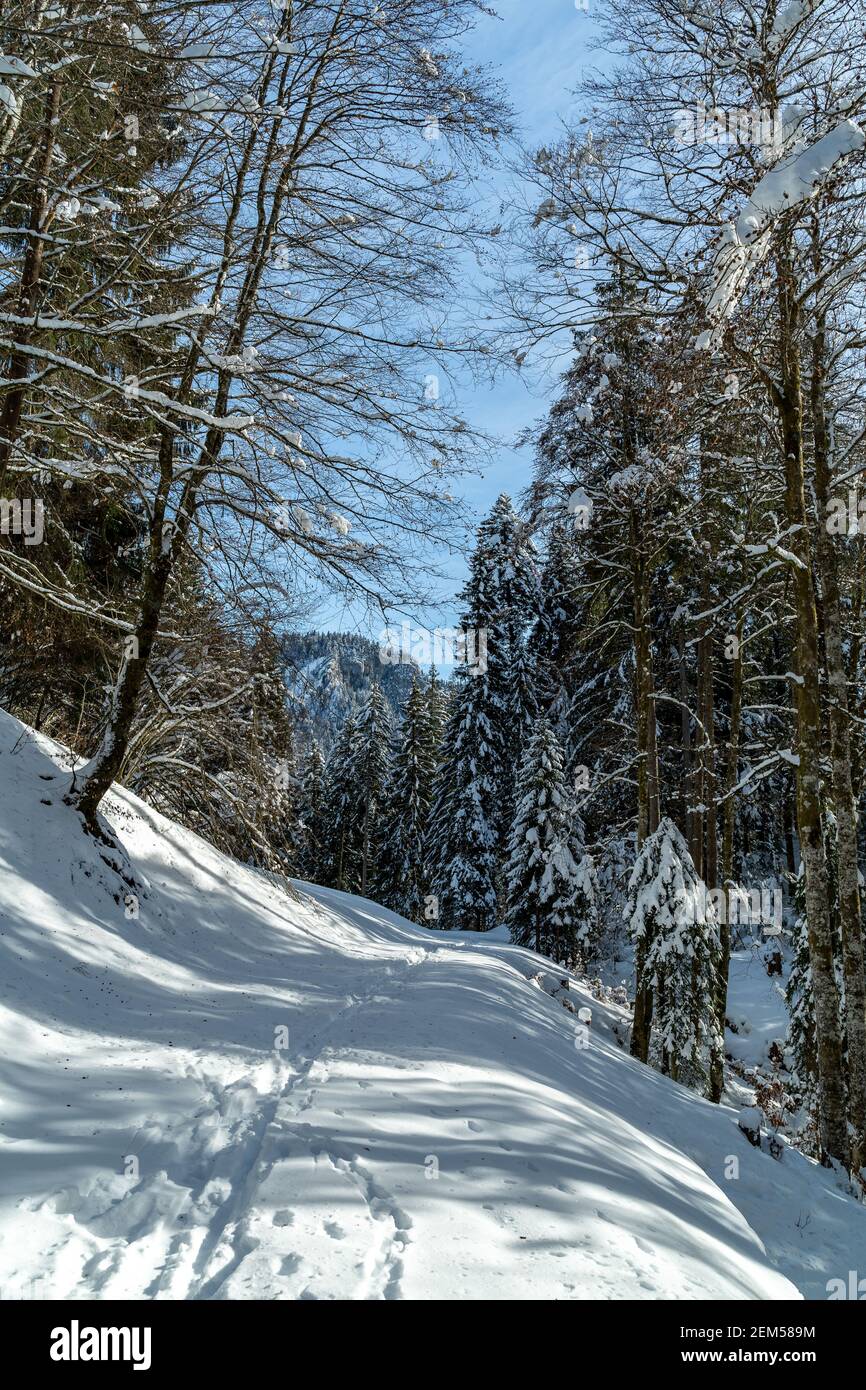 Snowy spuren tree hi-res stock photography and images - Alamy