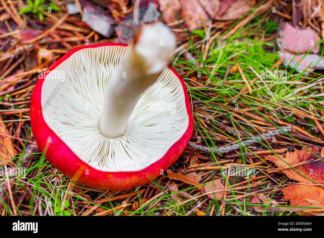 Red toadstool fly agaric in the forest in Norway Stock Photo - Alamy