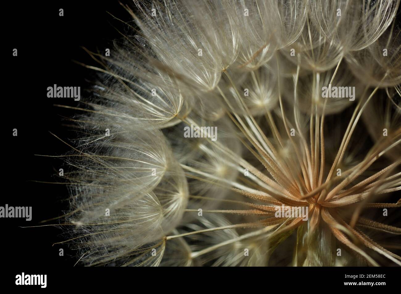 Macro of dandelion fluffy bloom, abstract background and texture for ...